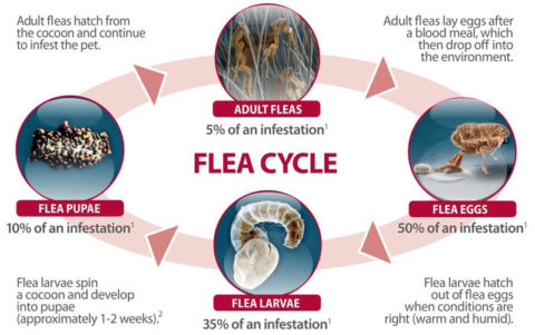 Do Flea Bombs Work? No, Only The Adult Fleas Die