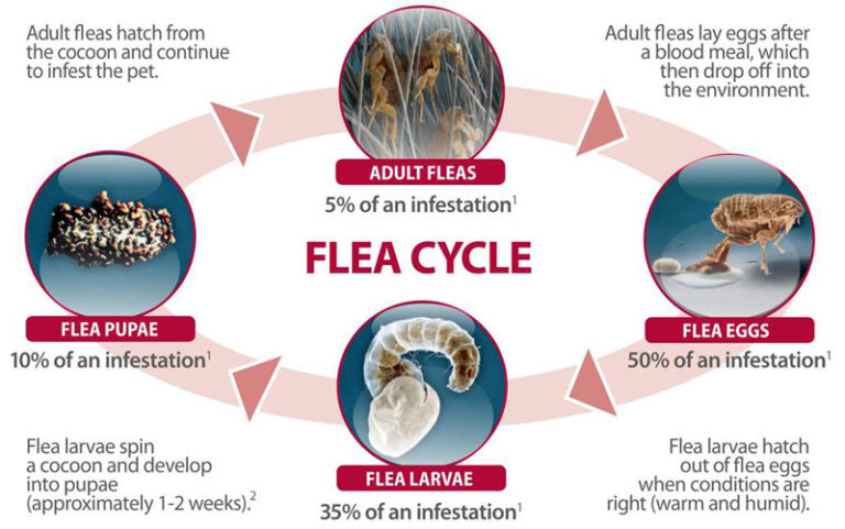 Flea Control Auckland - Our Flea Fighters Will Leave Your Home Flea-free