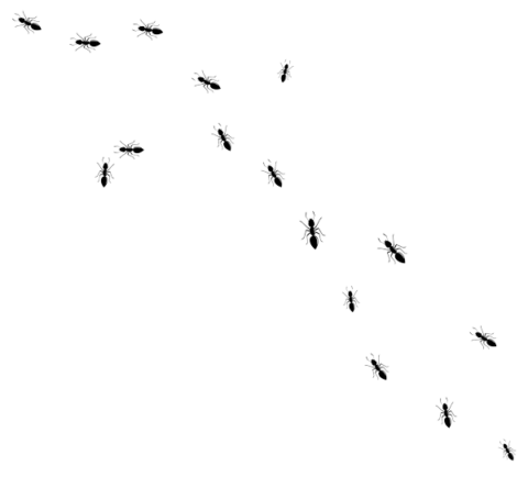 Ant Species In New Zealand. Which Pest Control For Which Ant?