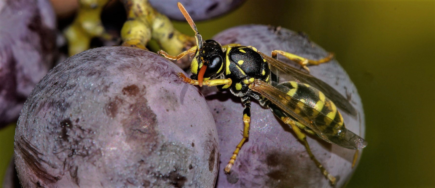 The Wasp Exterminators Who Will Make Outdoor Dining At Home Better