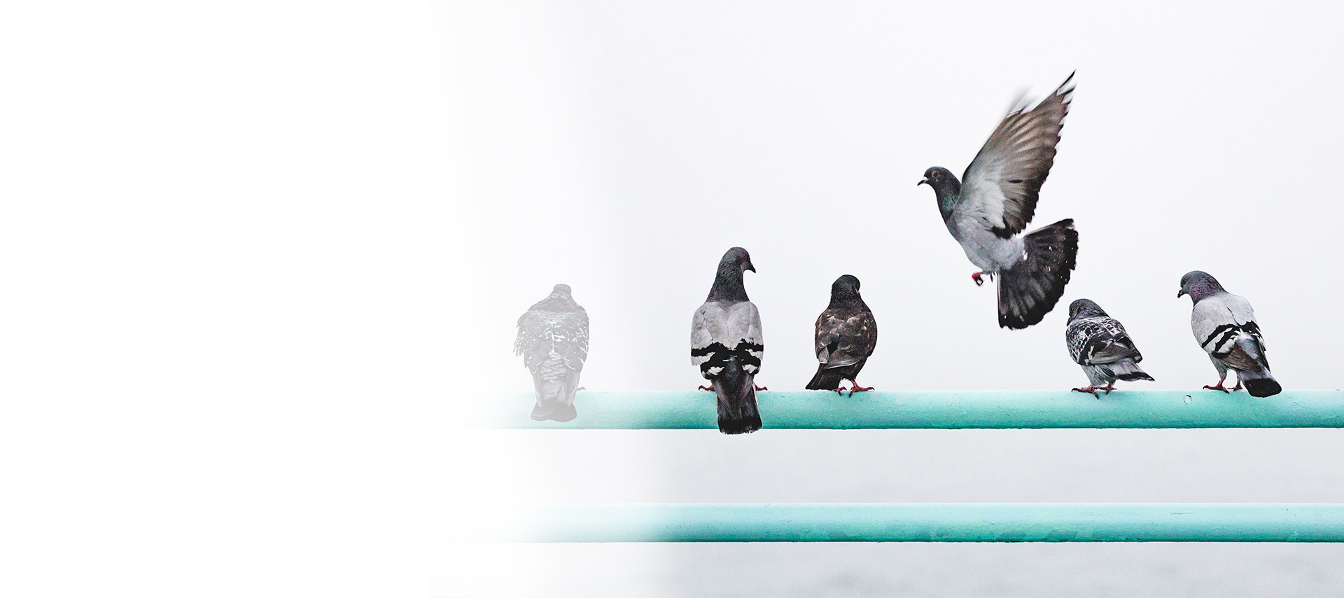 Humane Bird Repellent Spray From Bug King In Auckland