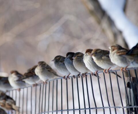 Safeguard Your Business With Effective Bird Proofing | Bug King