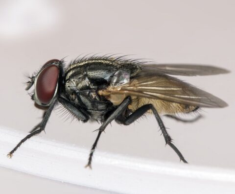 How To Keep Flies Out Of The House - Tips From NZ Pest Experts
