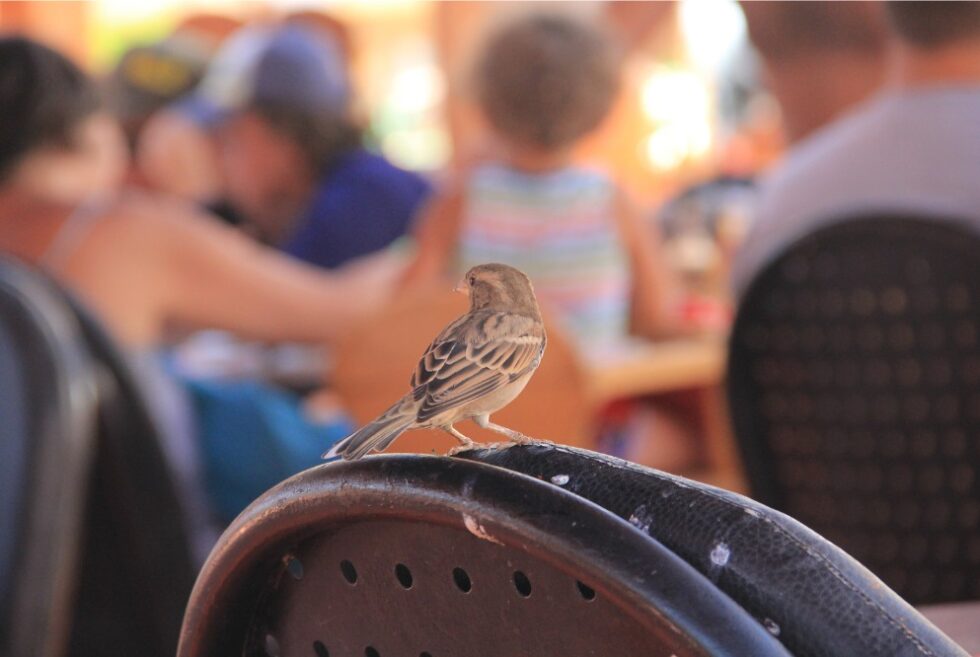 Bird Deterrents - Take Control And Reclaim Your Business Space