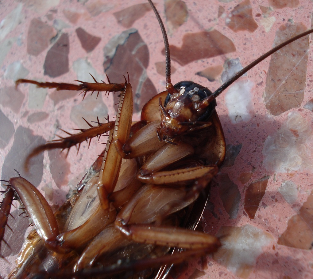 Cockroach Infestation In Your Kitchen? Bug King Can Fix It Safely